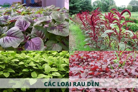 Cách Trồng Rau Dền Tại Nhà ăn Quanh Năm Không Hết Vườn Xinh Đẹp