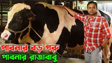 পাবনার সবচেয়ে বড় গরু পাবনার রাজাবাবু।। ১০০০ কেজি ওজনের গরু এবার গাবতলী হাট কাপাবে Youtube