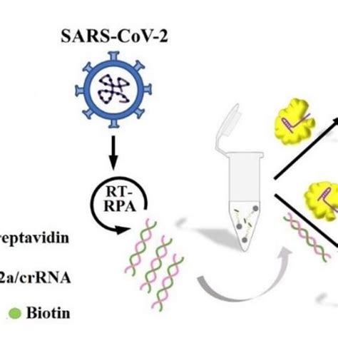 A MnO2 Nanozyme Mediated CRISPR Cas12a System For Naked Eye Diagnosis