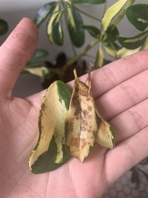 Whats Going On With My Schefflera Rhouseplants