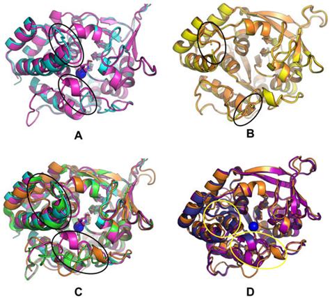 Structure Functional Examination Of Novel Ribonucleoside Hydrolase C Rihc From