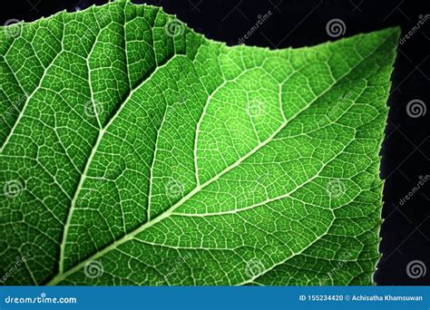 Closeup Of Portion Of Green Netted Veins Leaf Stock Photo Image Of