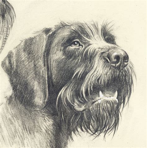German Wirehaired Pointer Hunting Signed Print By Etsy