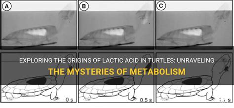 Exploring The Origins Of Lactic Acid In Turtles Unraveling The