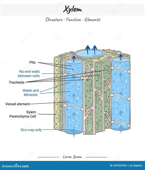 Xylem Function Illustration With Text Stock Vector Illustration Of Editable Circle 325932936