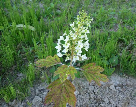 6月の雑草園 ふるふるハウスdiary 楽天ブログ