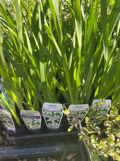 Dietes Iridioides Wild Iris Neth Green