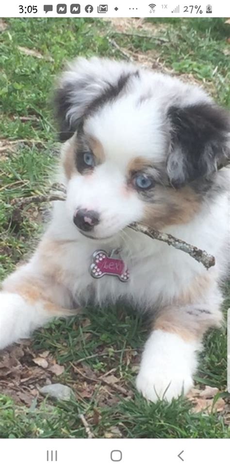 Miniature Australian Shepherd Puppies For Sale Blairsville GA 314473