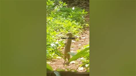 I Spotted A Mangoose Youtube