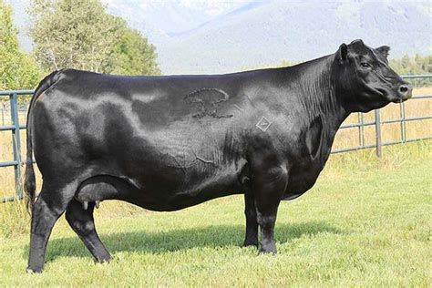 About The Ranch Basin Angus Ranch Joliet Montana