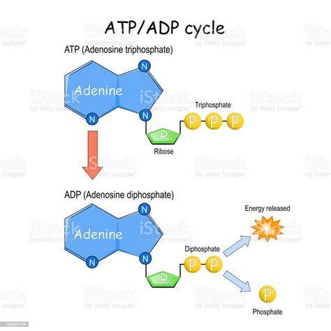 Atp Adp 주기 아데노신3인산에 대한 스톡 벡터 아트 및 기타 이미지 아데노신3인산 변경 주기 개념 Istock
