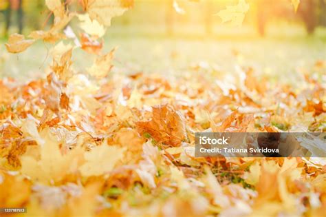 공원에서 아름다운 가을 다채로운 단풍 떨어지는 잎 자연 배경 0명에 대한 스톡 사진 및 기타 이미지 0명 10월 11월 Istock