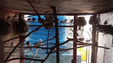 finch colony breeding progress youtube