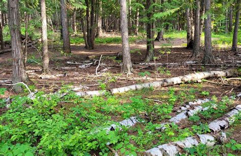 10 Best Trails And Hikes In Salmon Arm Alltrails