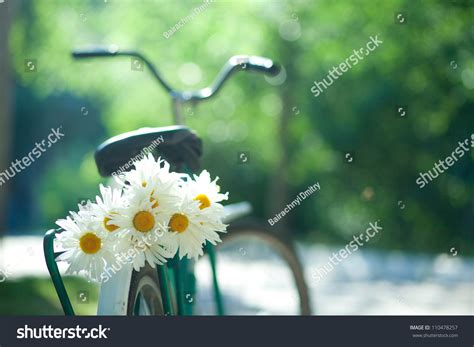 Bouquet White Chamomiles On Trunk Old Stock Photo 110478257 Shutterstock