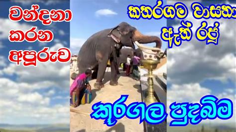 කතරගම වාසනා හස්තියා වන්දනා කරන අයුරු කූරගල පුදබිම Katharagama Wasana Kuuragala Youtube