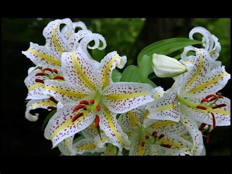 長岡雪国植物園ヤマユリ三昧