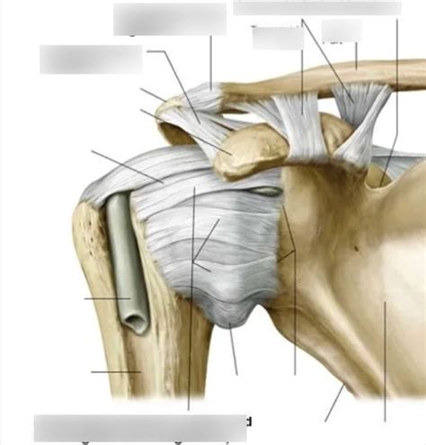 Shoulder Joint Ligaments Diagram Quizlet