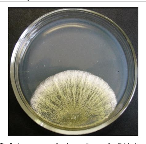 Figure 1 From Characteristics Of Antagonistic Activity Of Two Trichoderma Species New To
