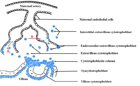 Cytotrophoblast Shell