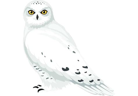 What Does It Mean To Dream Of A White Owl The Symbolism
