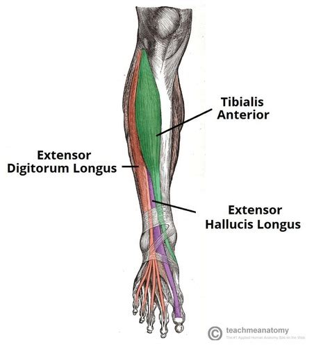 Muscles In The Anterior Compartment Of The Leg Flashcards Quizlet
