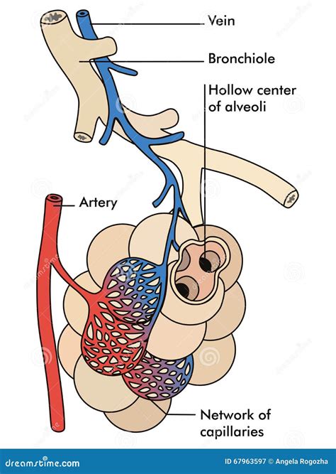 Artery And Vein Stock Vector Illustration Of Care Abstract 67963597