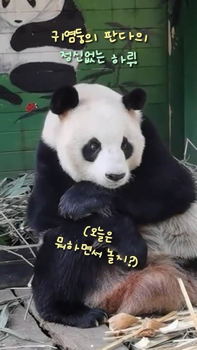 귀여운 판다의 정신없는 하루 Youtube