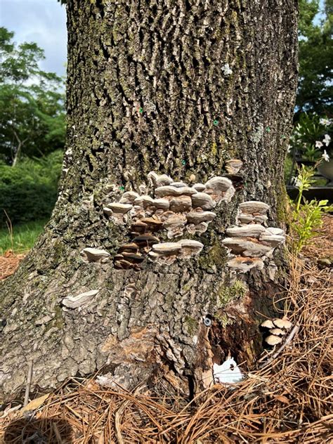 Tree Health Assessments Tree Specialist Northern Kentucky