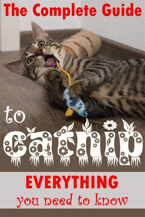 Cats And Catnip A Complete Guide Cat Love Catnip Cat Care