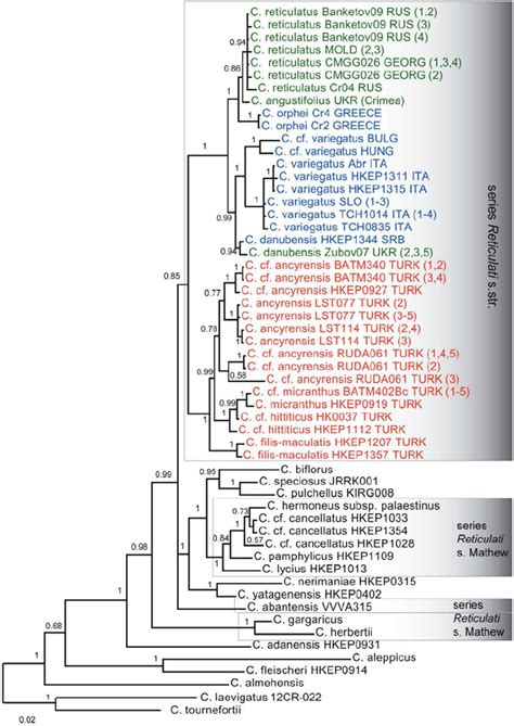 Phylogenetic Tree Obtained By Bayesian Phylogenetic Inference Of The Download Scientific