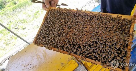 양구군 양봉농가 지원으로 고품질 꿀 브랜드화 추진