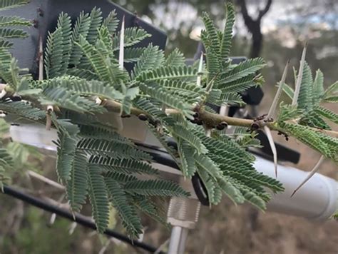 African Acacia Tree Leaves