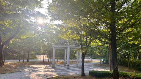 🌲커다란 나무 아래 그늘 걷기 마인드키 커뮤니티