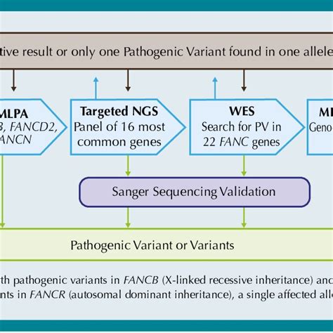 Algorithm For The Molecular Diagnosis Of Patients With Fanconi Anemia