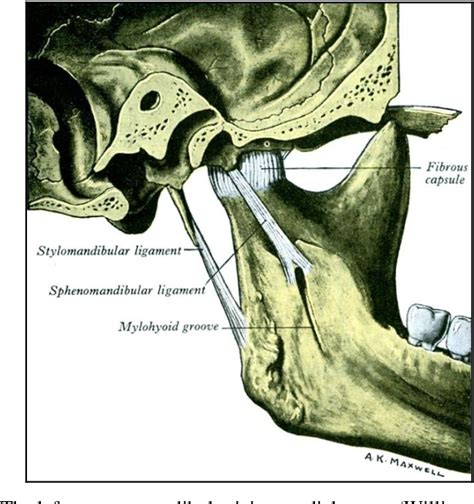 Sphenomandibular Ligament