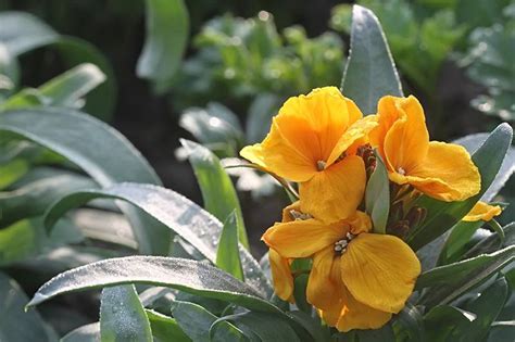 桂竹香图片 花百科