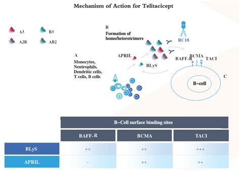 B细胞活化因子baff