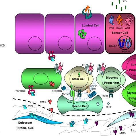 Pdf Stem Cells And The Stem Cell Niche In The Breast An Integrated Hormonal And Developmental