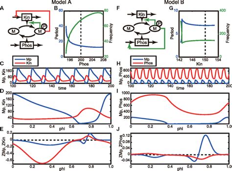 Phosphorylation Dephosphorylation Cycle Models A Schematic Of Model