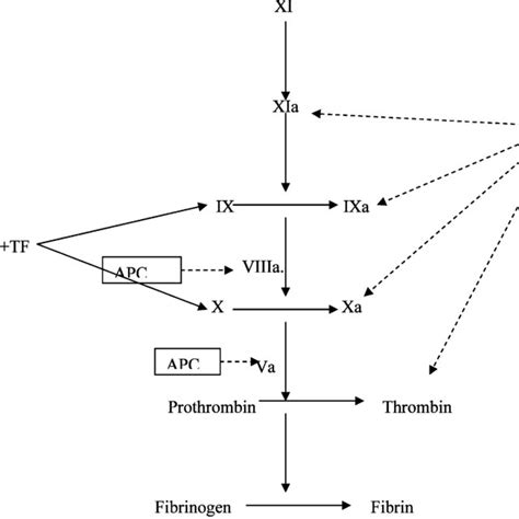 Clinical Presentation Of Bleeding Disorders Download Table