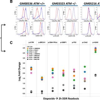 Overview Of Measured DDR Pathways With Focus On Repair Of DSB Download Scientific Diagram