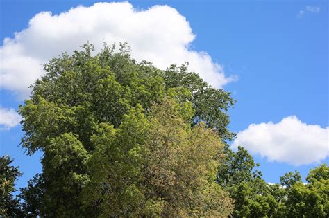 Árboles Naturaleza Plantas Al Aire Foto Gratis En Pixabay Pixabay