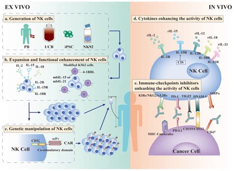 Nk Cell Therapy A Rising Star In Cancer Treatment Pmc