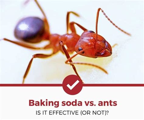 Does Baking Soda Kill Fire Ants Pest Phobia