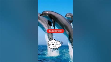 3 معلومات مفيدة عن الدولفين Youtube