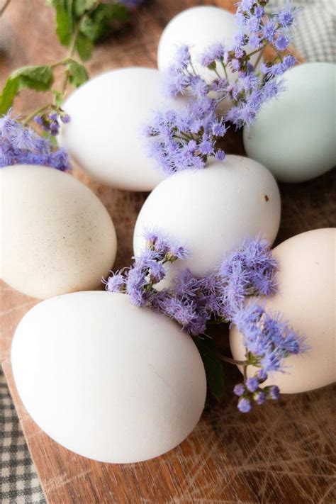 Chickens That Lay White Eggs 5 Great Choices