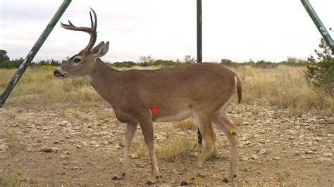 Aim Low Its The Way To Go Western Whitetail
