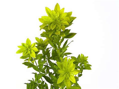 Choisya — Rubric On The Global Flowers Club