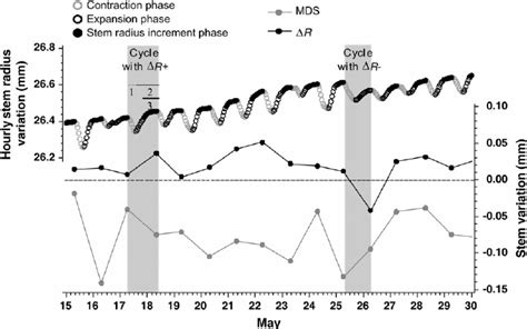The Stem Cycle Divided Into Three Phases Of Contraction Expansion And